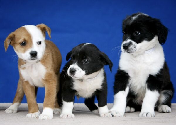 So We Don't Want to See Them Homeless or Euthanized.
